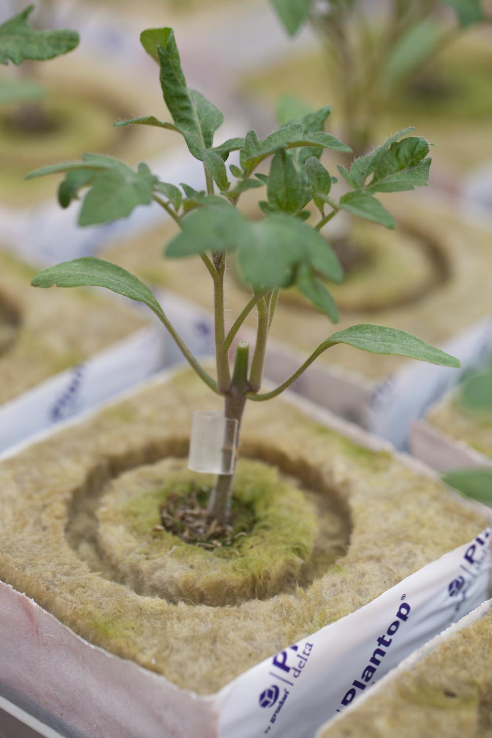 Plante cu Tulpini Duble | Agris S.A, seeds, agricultural products