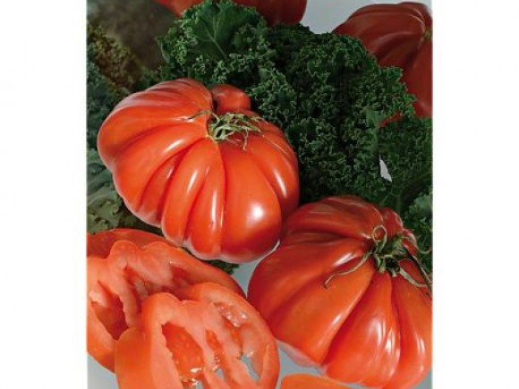 Corazon F1 | Agris S.A, seeds, agricultural products