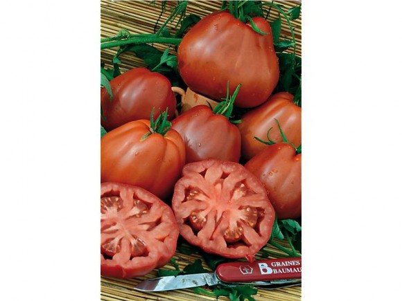 Corazon F1 | Agris S.A, seeds, agricultural products