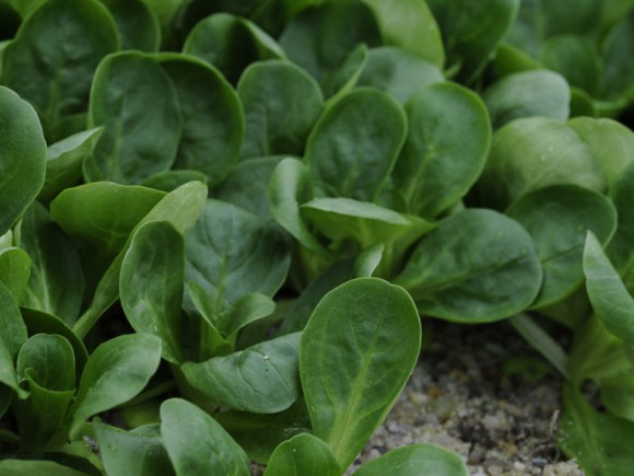 Trophy | Agris S.A, seeds, agricultural products