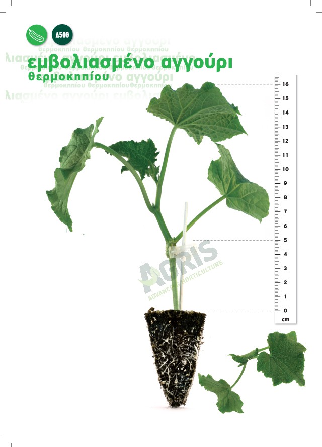 Εμβολιασμένο Αγγούρι 50 Θέσεων | Agris S.A, seeds, agricultural products