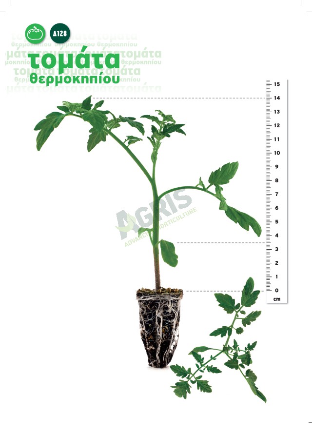 Τομάτα128 Θέσεων (Θερμοκηπίου - Υπαίθρια) | Agris S.A, seeds ...