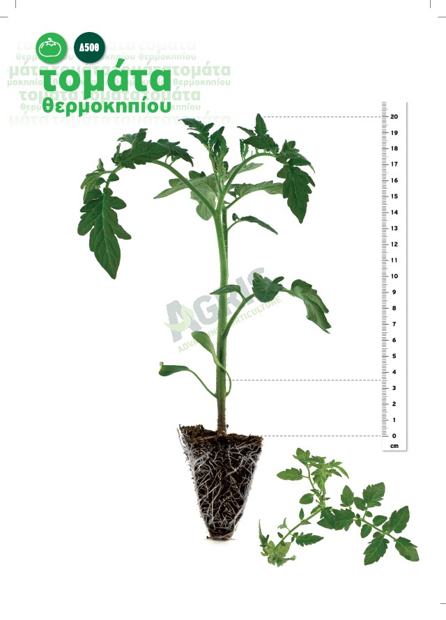 Τομάτα 50 Θέσεων (Θερμοκηπίου) | Agris S.A, seeds, agricultural products