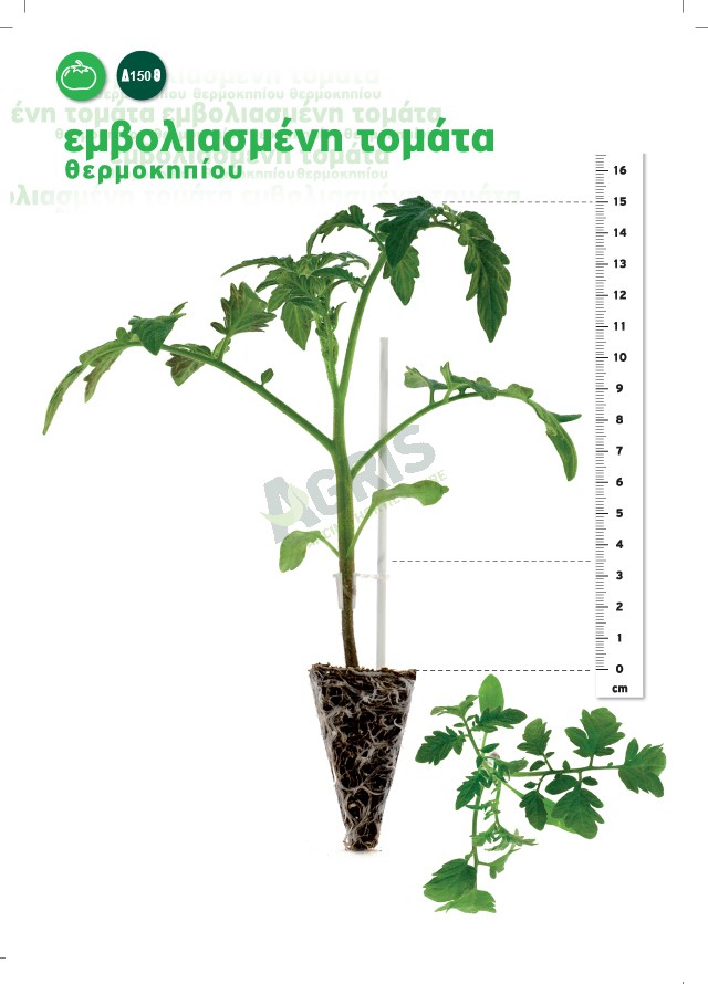 Εμβολιασμένη Τομάτα 150 Θέσεων | Agris S.A, seeds, agricultural products