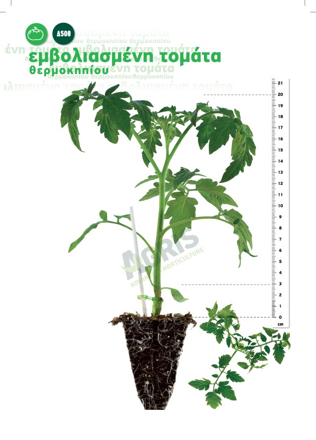 Εμβολιασμένη Τομάτα 50 Θέσεων | Agris S.A, seeds, agricultural products