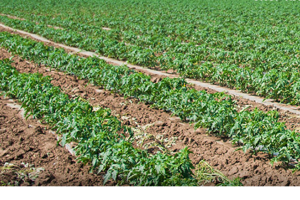 Τομάτα | Agris S.A, seeds, agricultural products