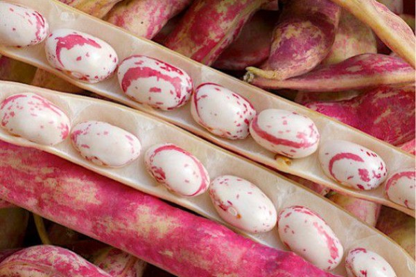 Bean | Agris S.A, seeds, agricultural products